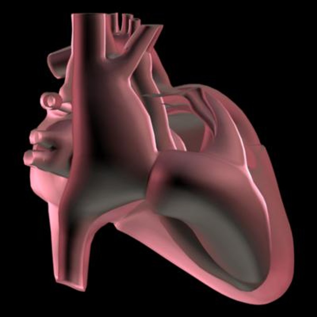 Human Heart Obj