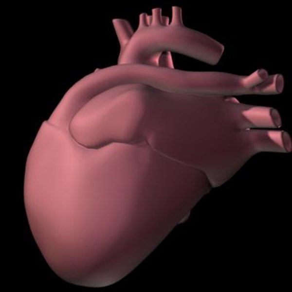 human heart obj