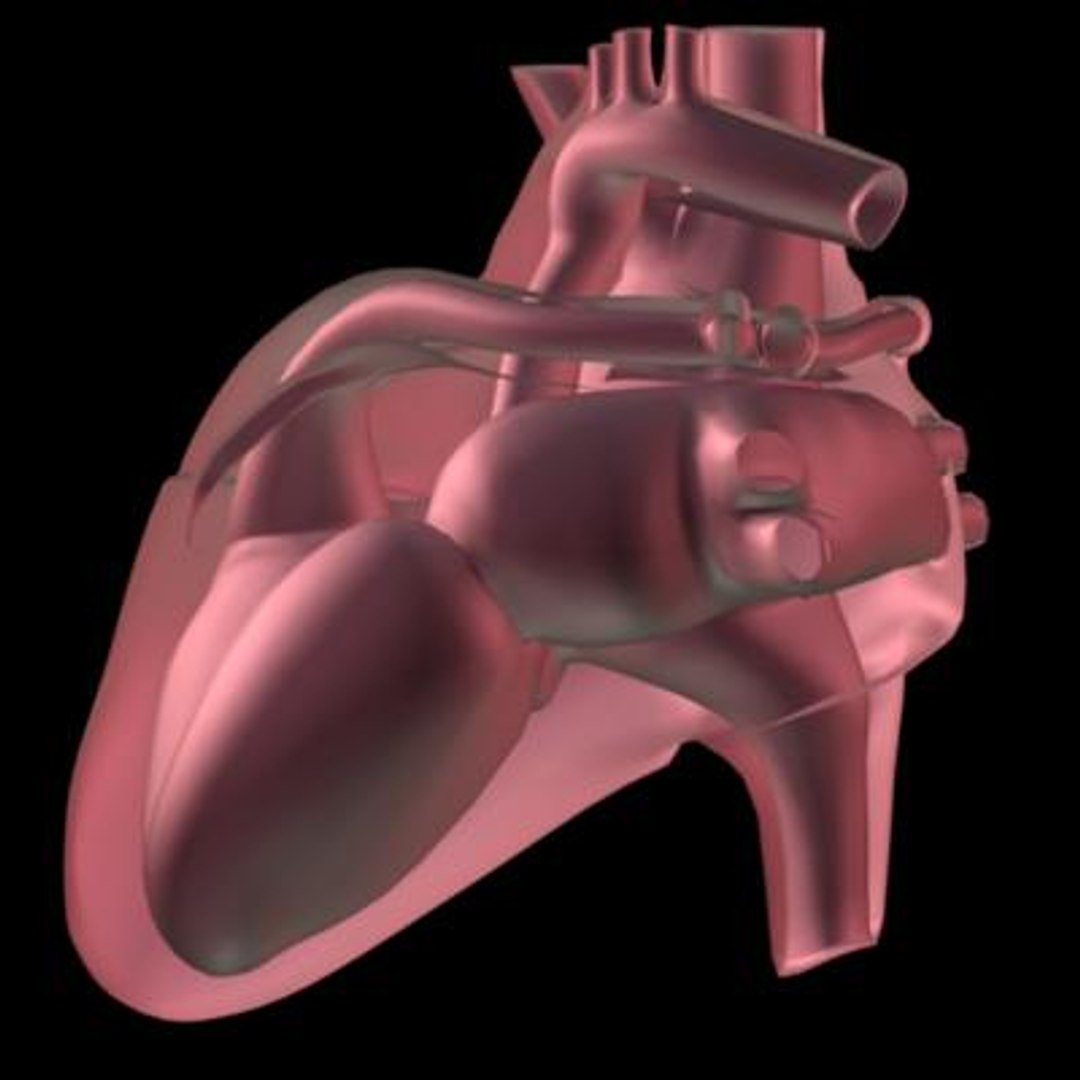 Human Heart Obj