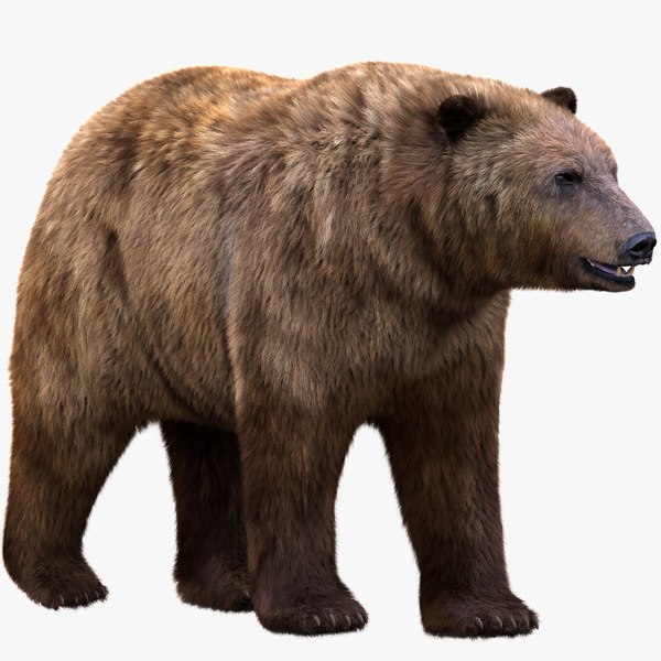 Free 3D Bear Models | TurboSquid