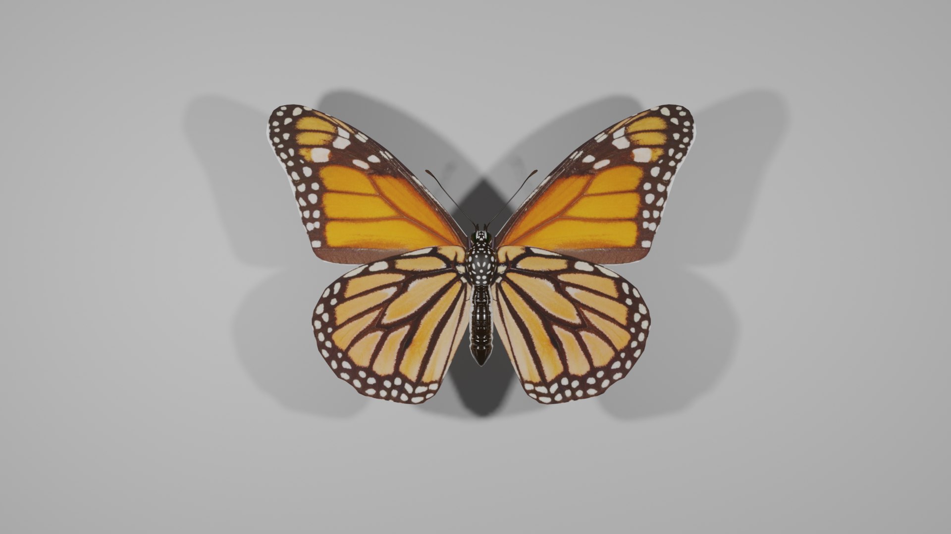Butterfly Monarch 3D model - TurboSquid 1795840