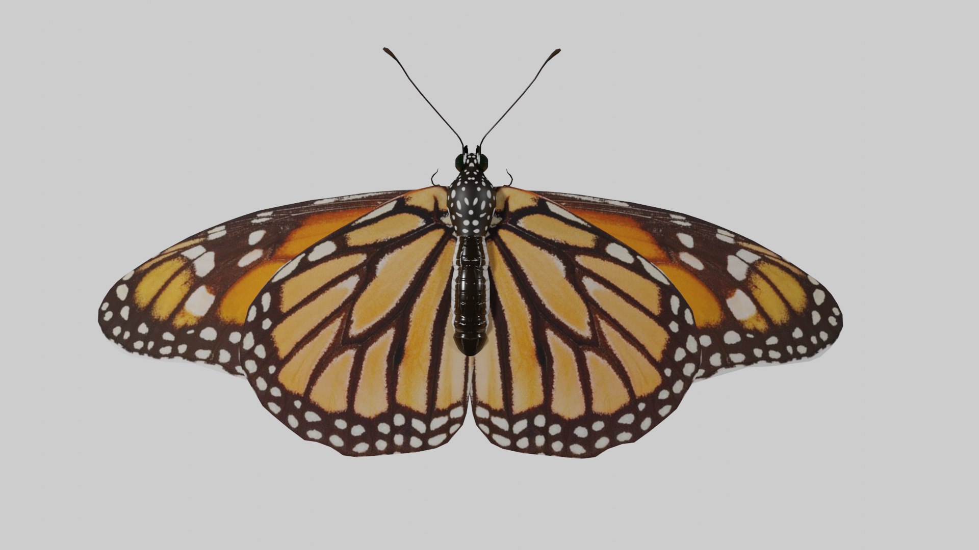 Butterfly Monarch 3D model - TurboSquid 1795840