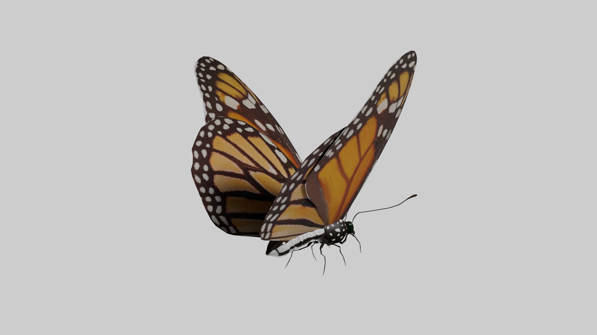 Butterfly Monarch 3D model - TurboSquid 1795840