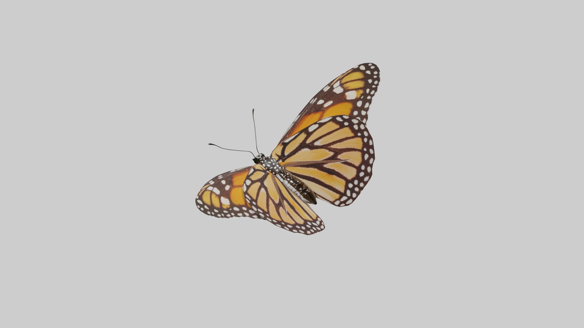 Butterfly Monarch 3D model - TurboSquid 1795840