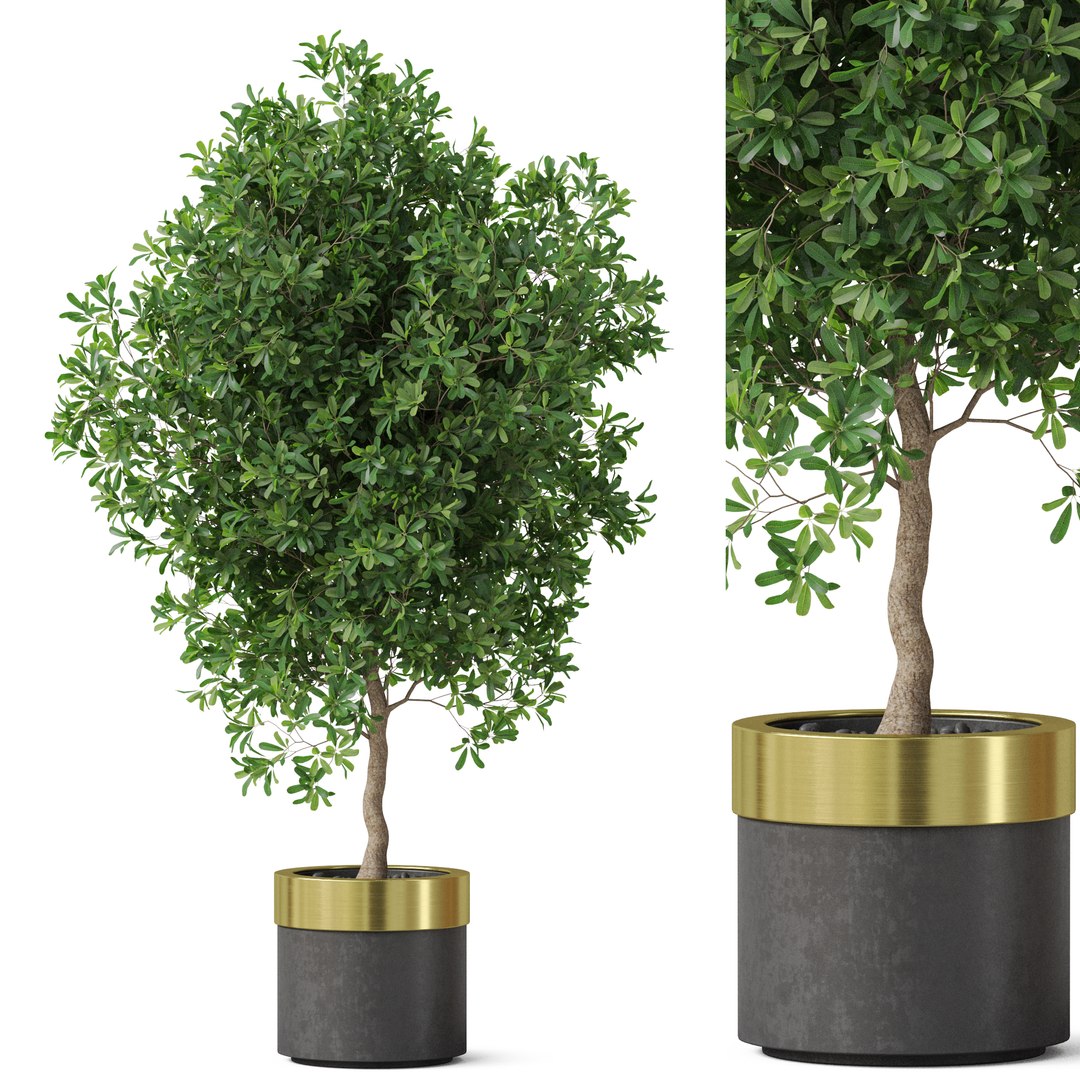 3D Model Plants Collection 826 - TurboSquid 1963751