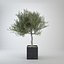 Olive Tree Max
