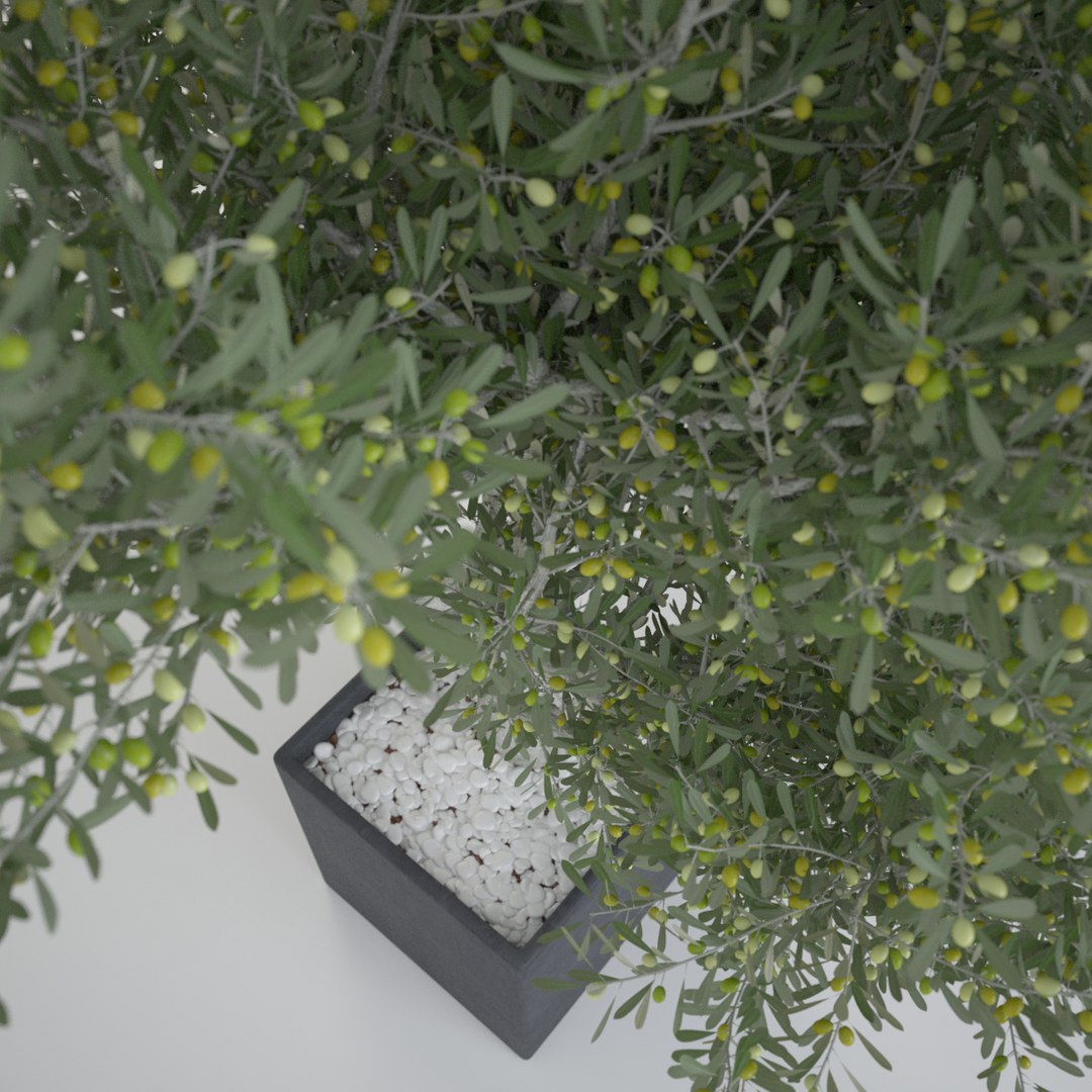 Olive Tree Max