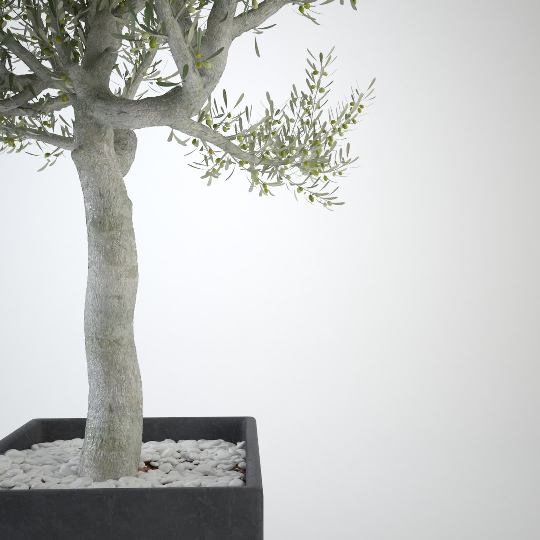 Olive Tree Max