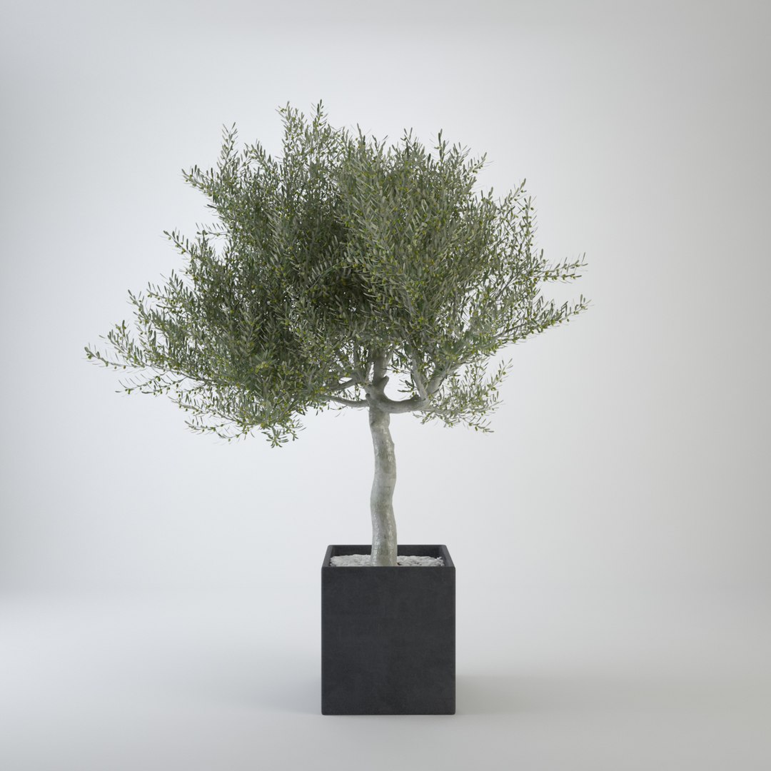 Olive Tree Max