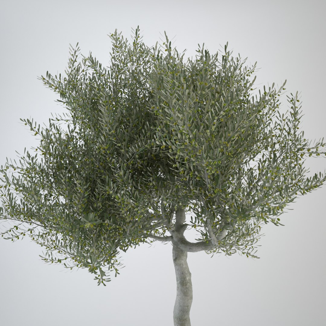 Olive Tree Max