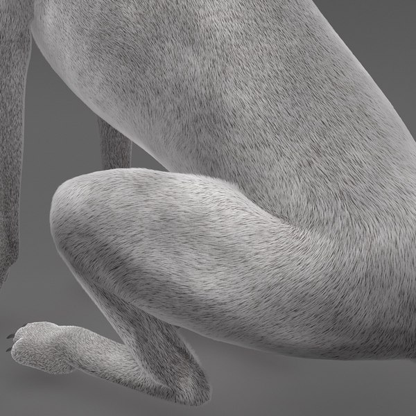 australian greyhound 2 pose 3d model