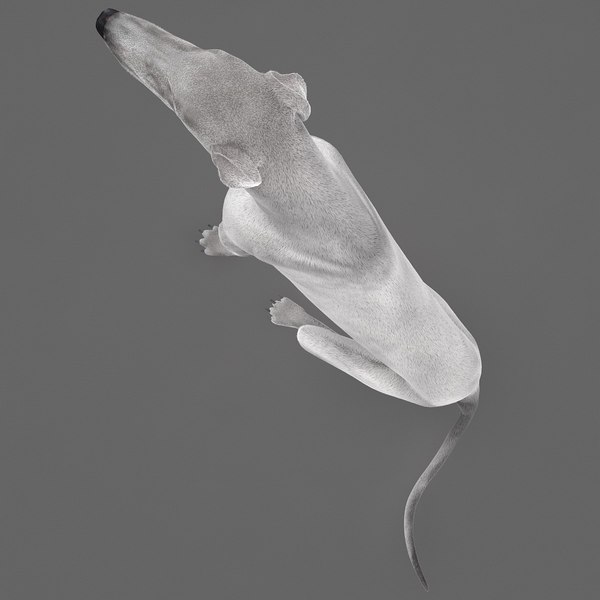 australian greyhound 2 pose 3d model