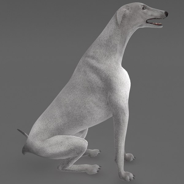 australian greyhound 2 pose 3d model