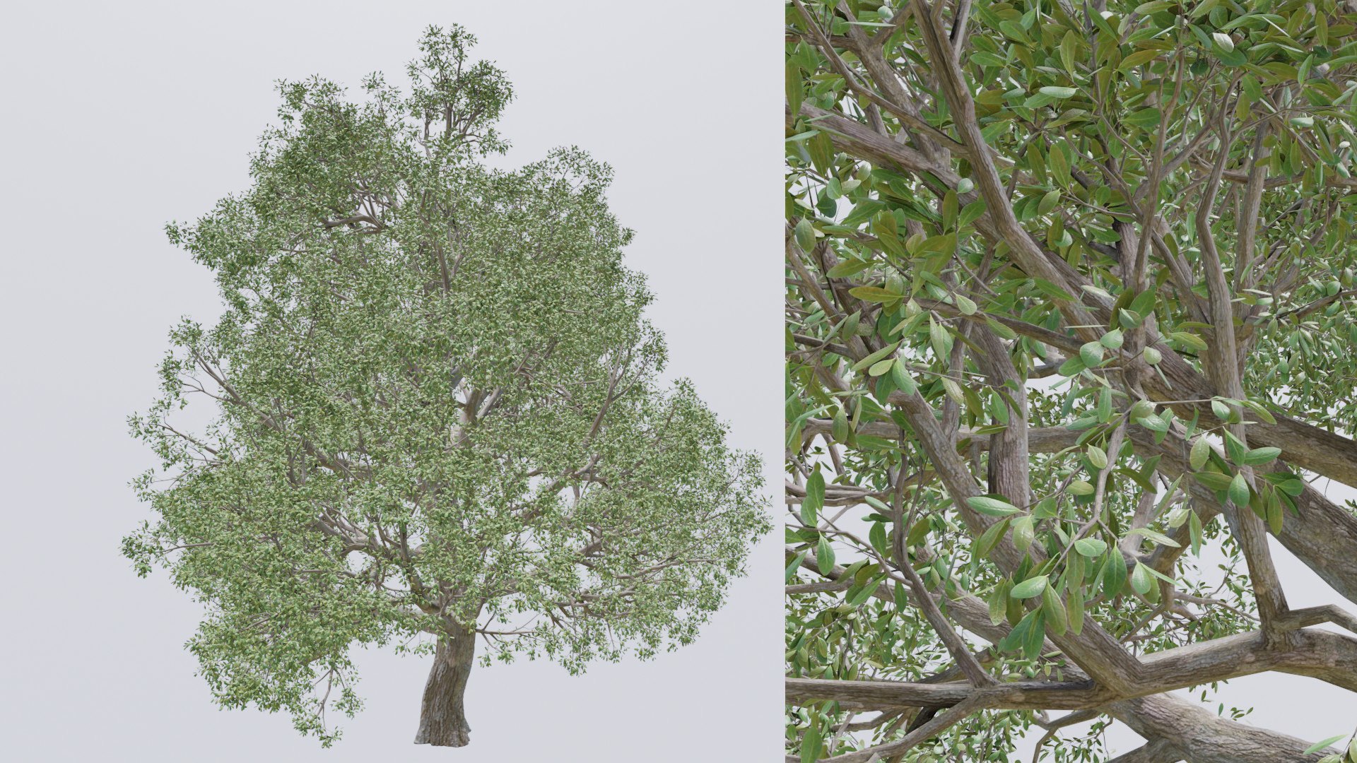 Seasonal Pack Of Trees 3D Model Model - TurboSquid 1805386