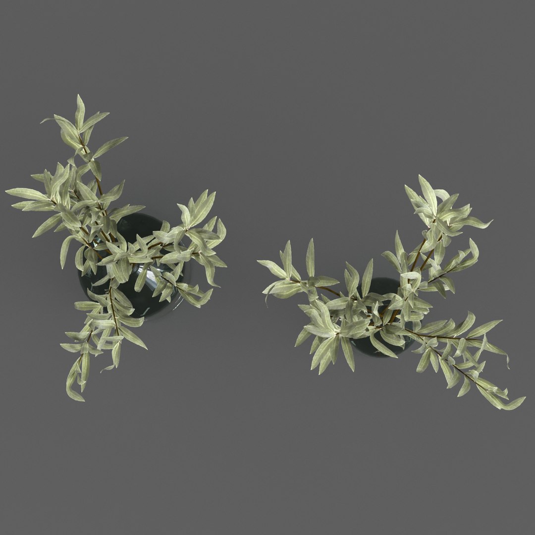 3D Bouquet Olive Branch Model - TurboSquid 1642134