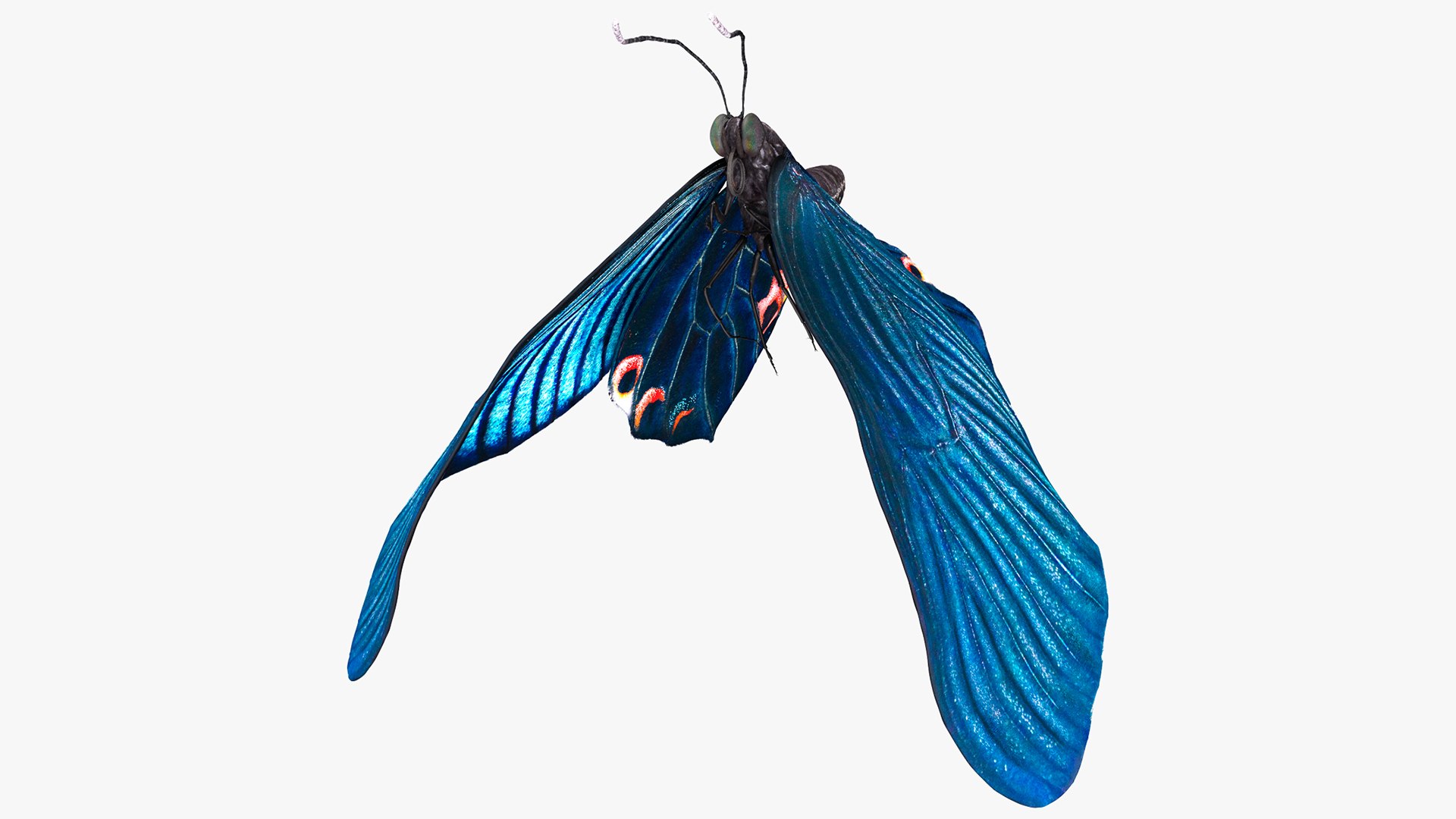 3D Animated Papilio Butterfly Flapping Wings Rigged model - TurboSquid ...