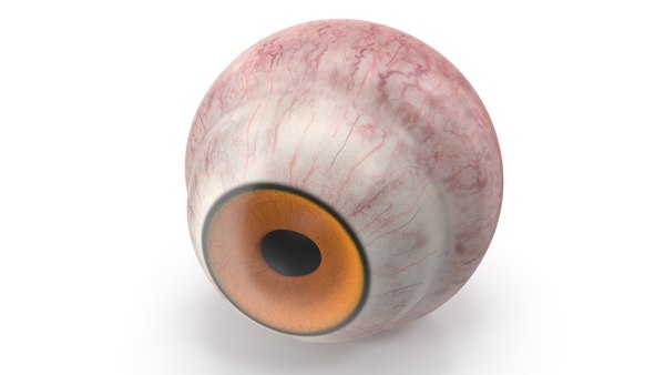 modelo 3d Ojo de tarsero realista - TurboSquid 2194869