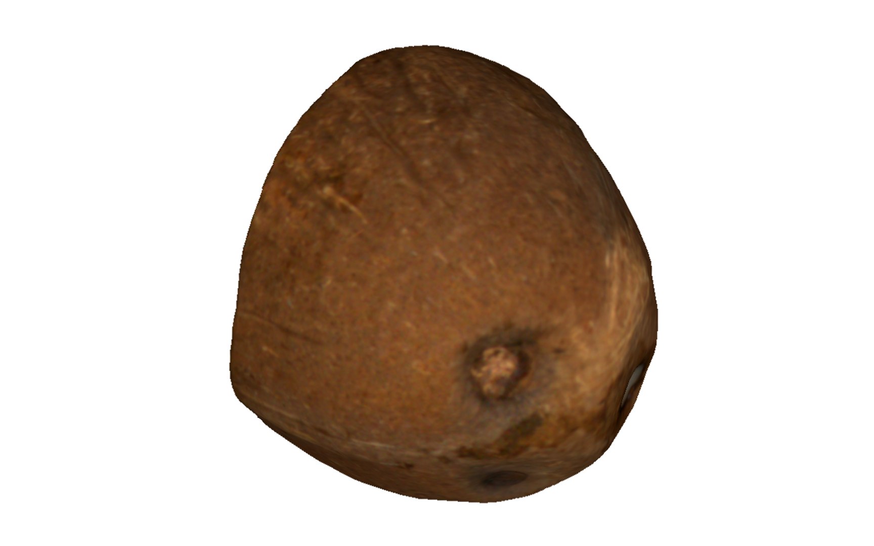 3D Half Coconut - TurboSquid 1588115