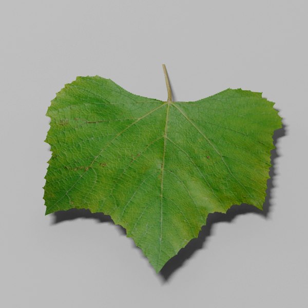 nature leaf 3d max