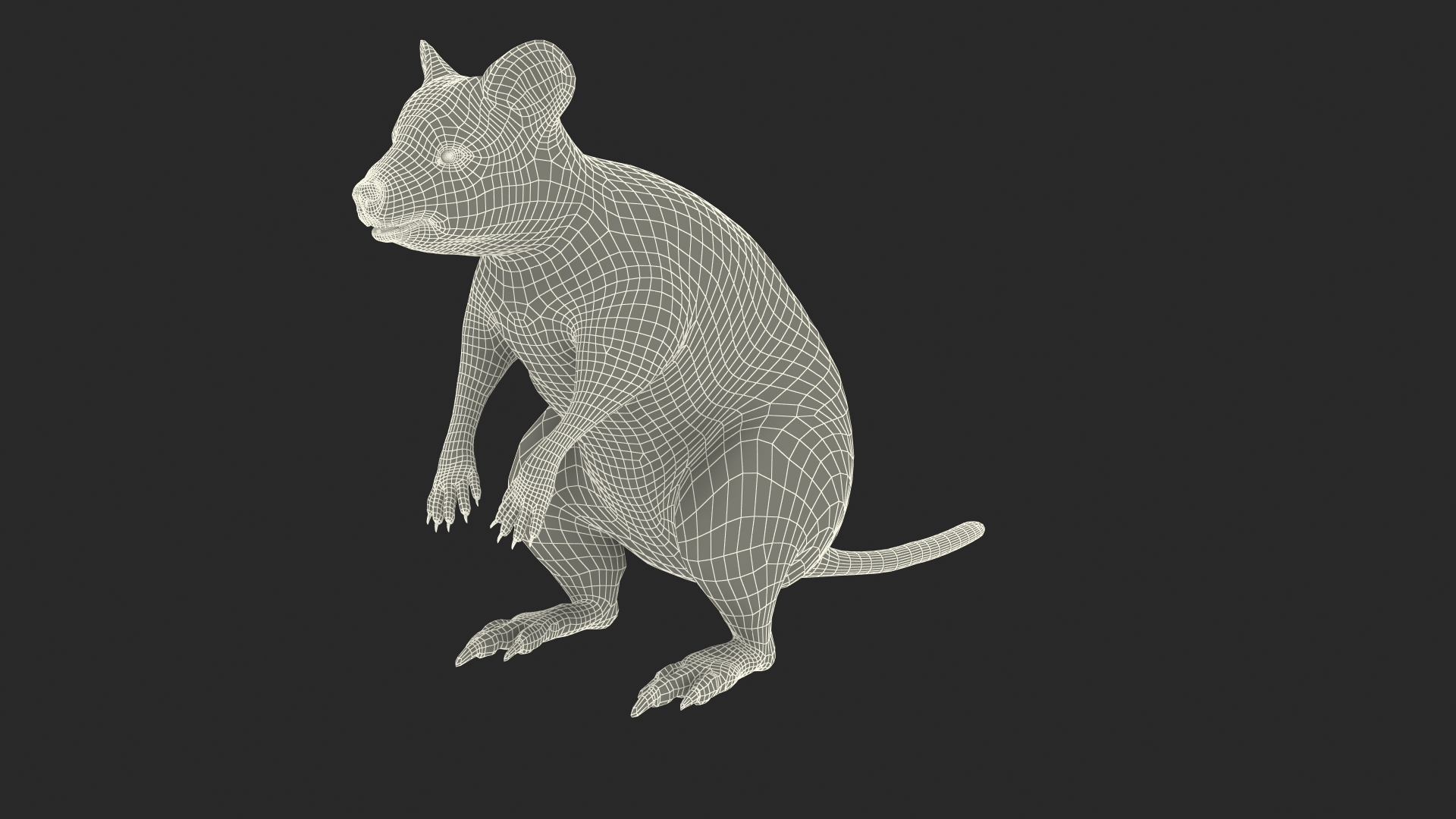 3D Quokka Kangaroo Fur - TurboSquid 2160888