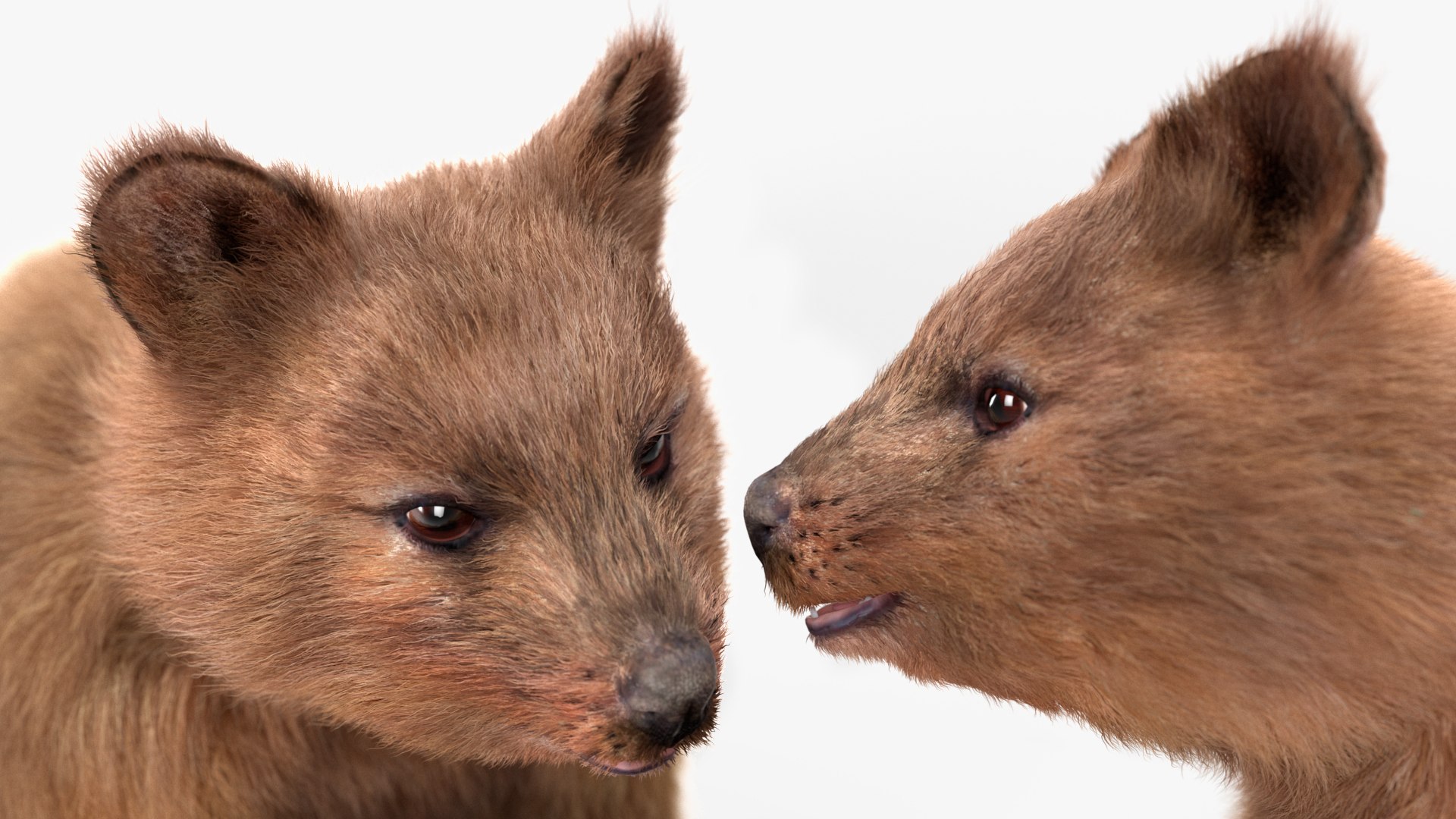 3D Quokka Kangaroo Fur - TurboSquid 2160888