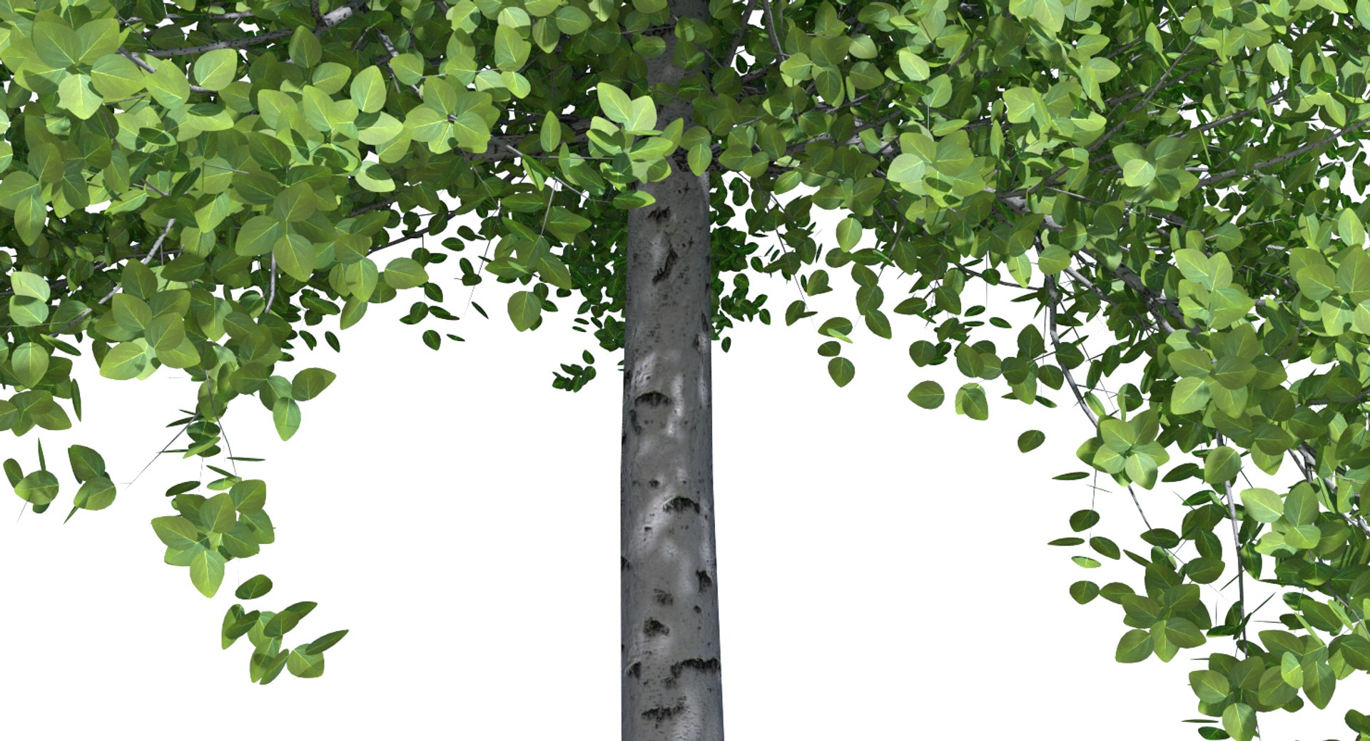 3d Model Birch Tree