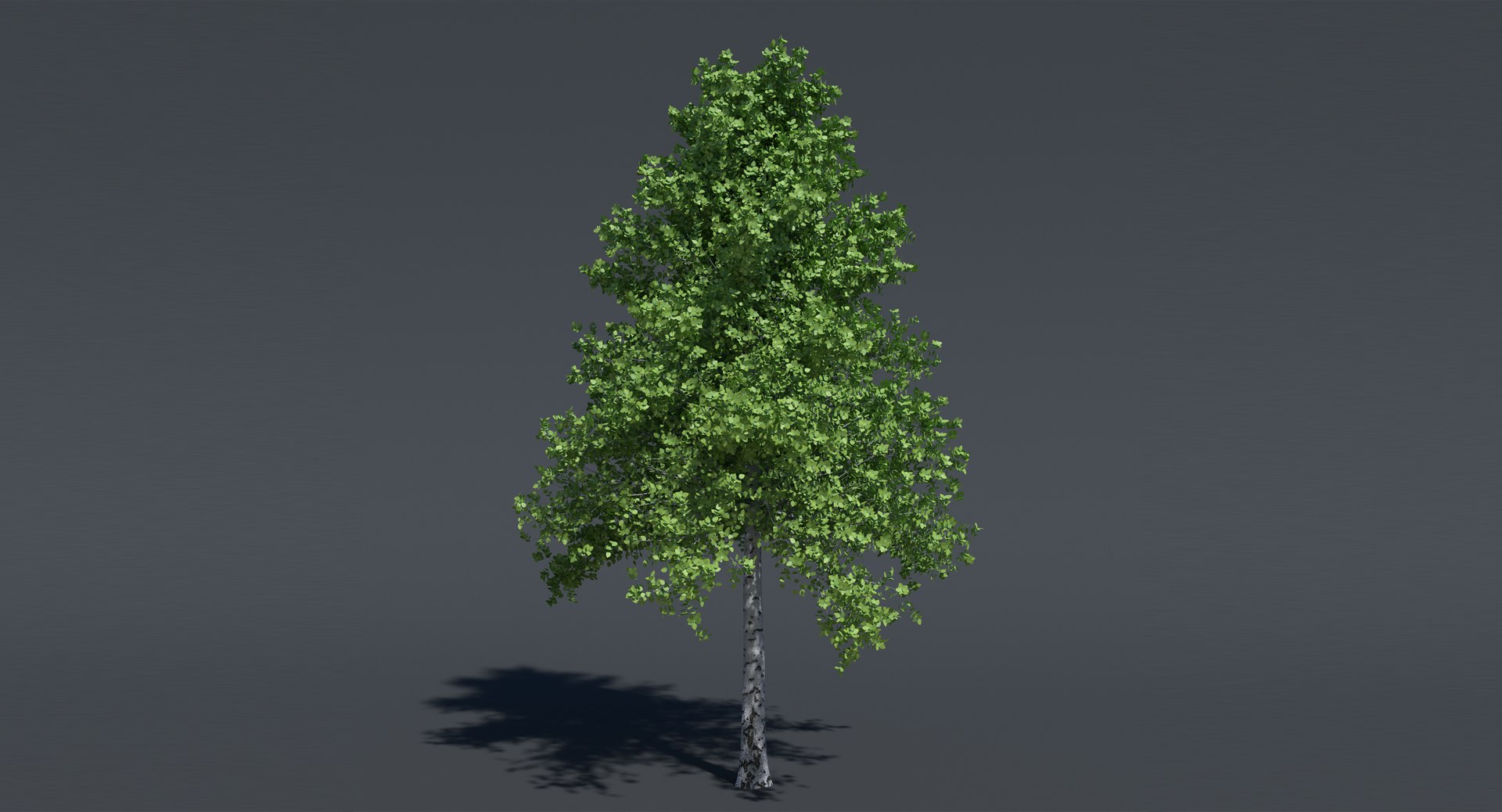 3d Model Birch Tree