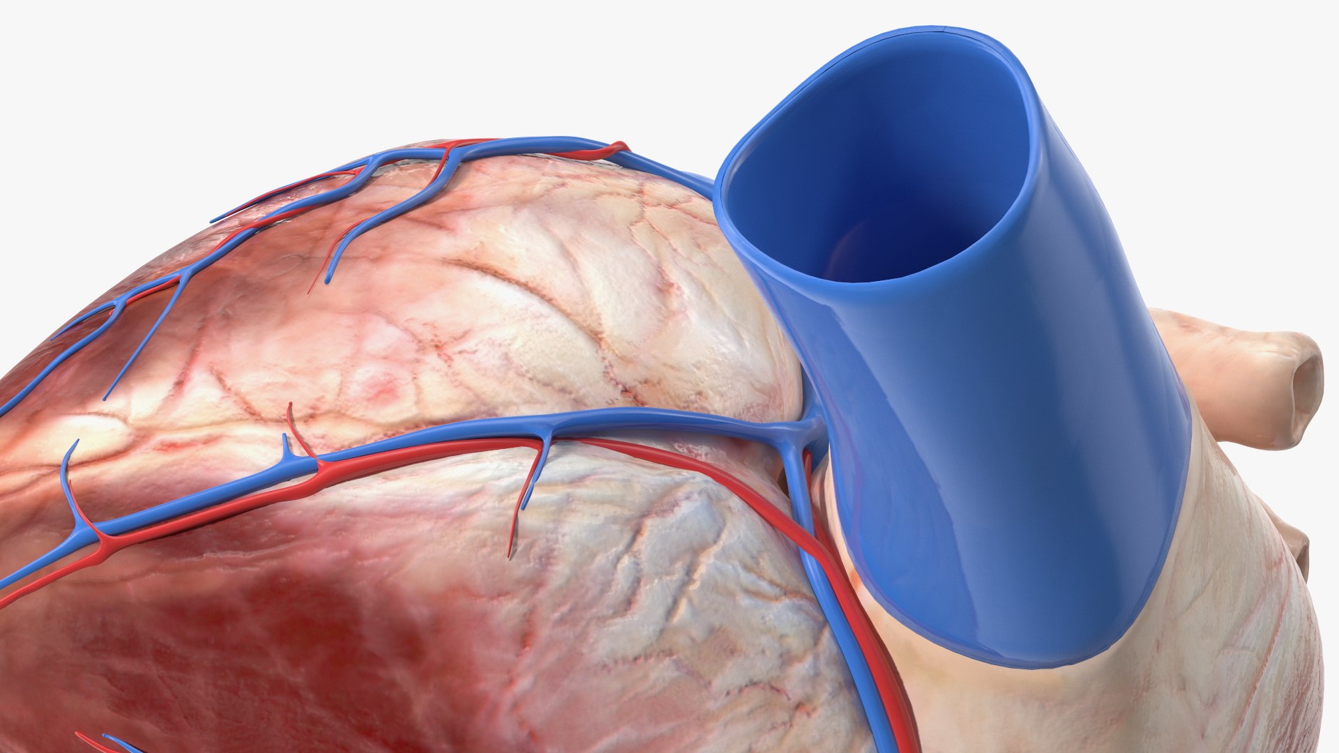 3D Boy Body Anatomy Collection 3 model - TurboSquid 1869011