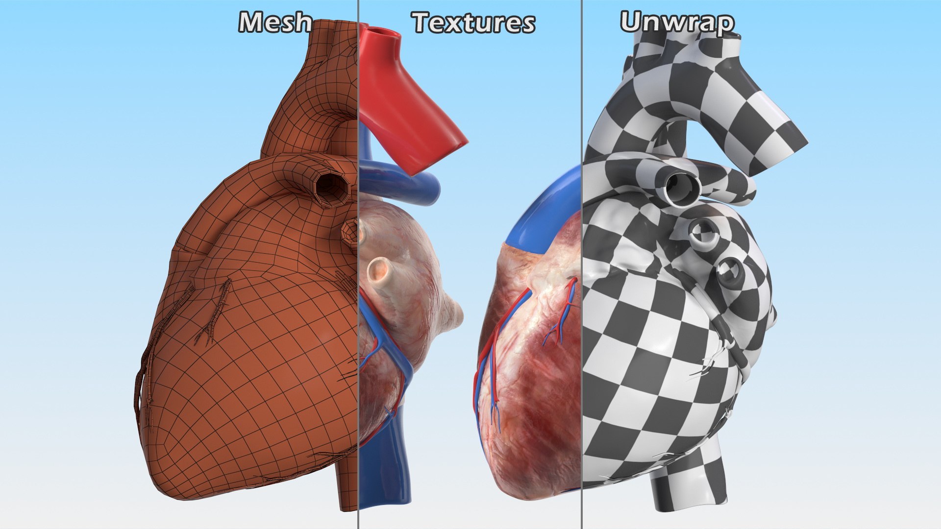 3D Boy Body Anatomy Collection 3 model - TurboSquid 1869011