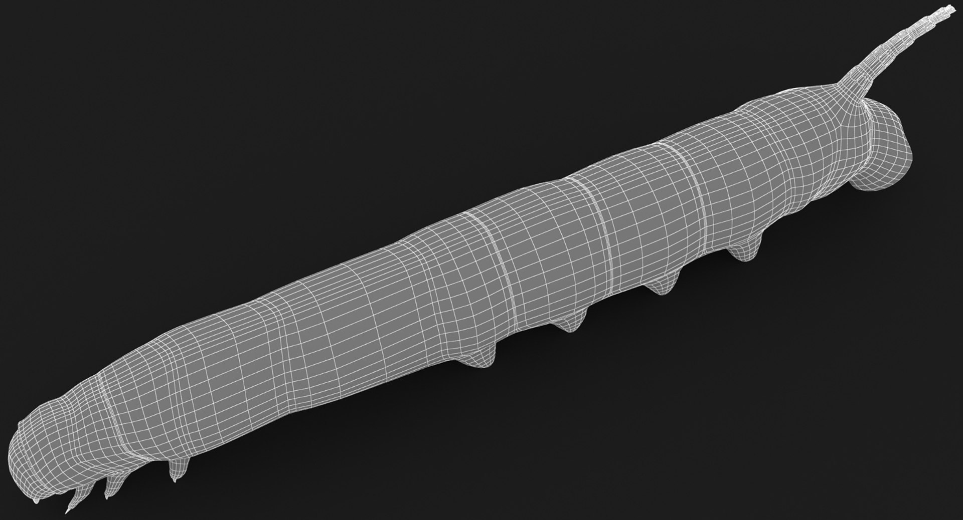 3d Realistic Wolfsmilchschwarmer Raupe Orange Model