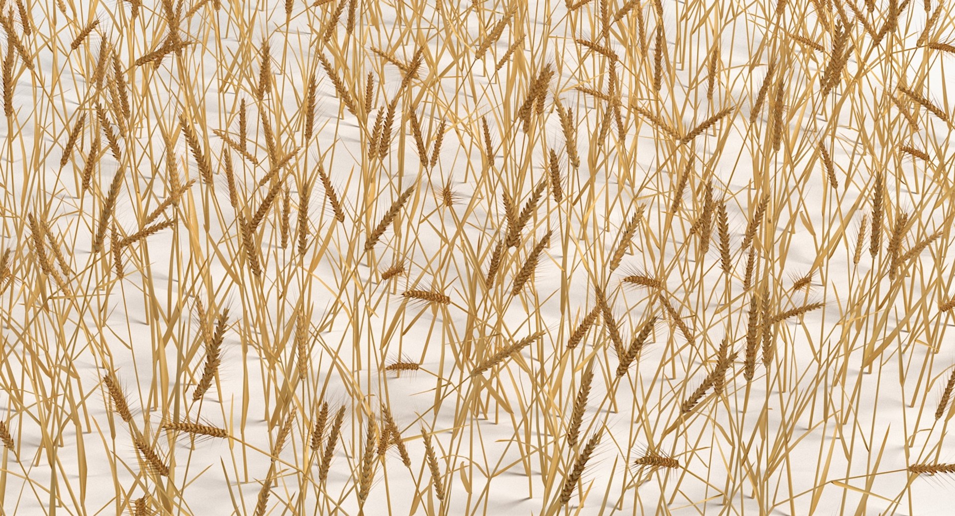 Wheat Field Model - TurboSquid 1289617