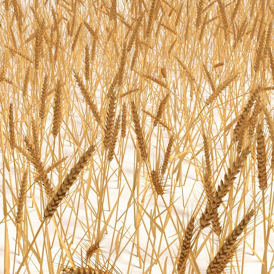 Wheat field model - TurboSquid 1289617