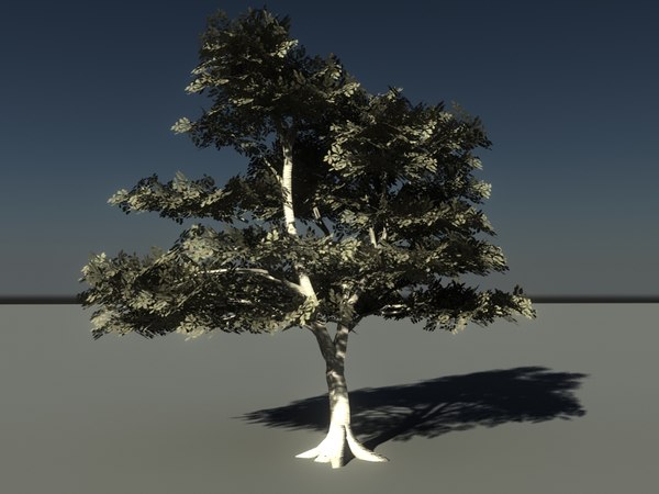 maya tree