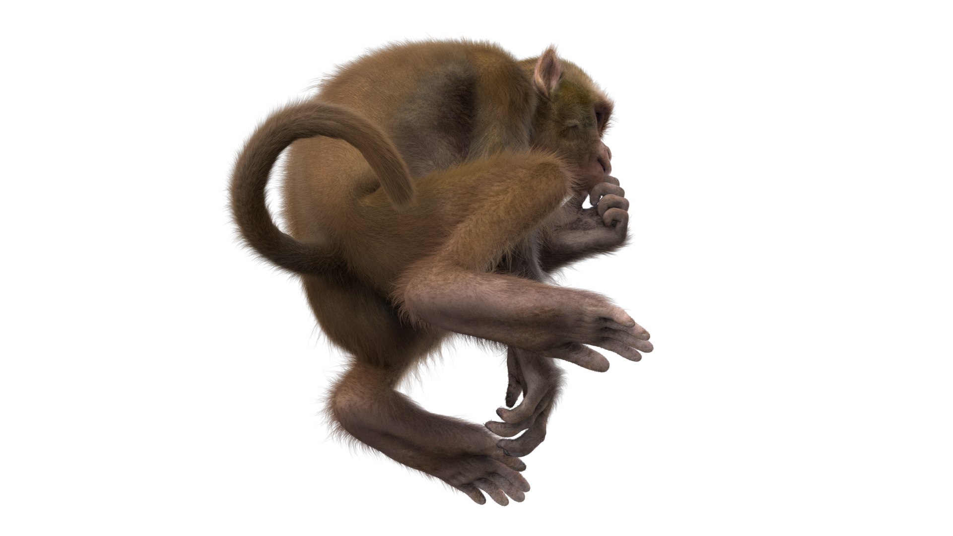 Monkey rigged model - TurboSquid 1493219