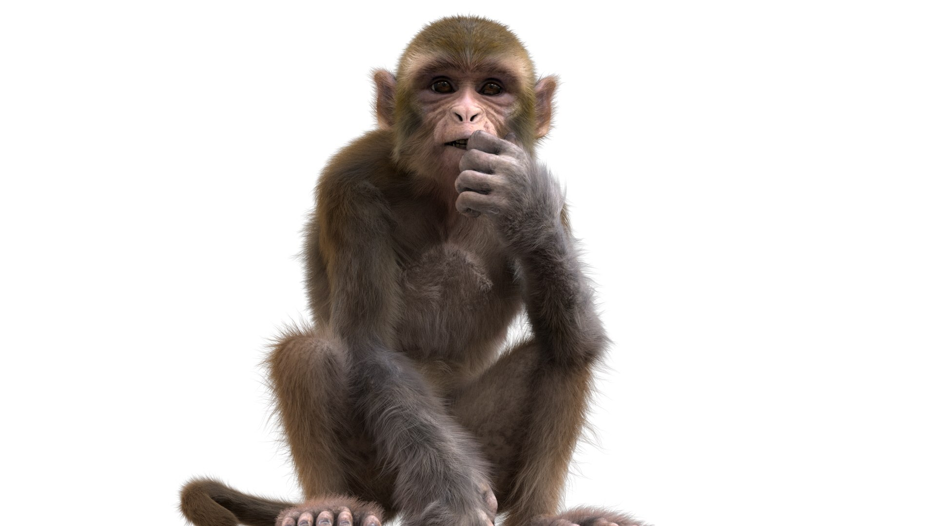 Monkey Rigged Model - TurboSquid 1493219