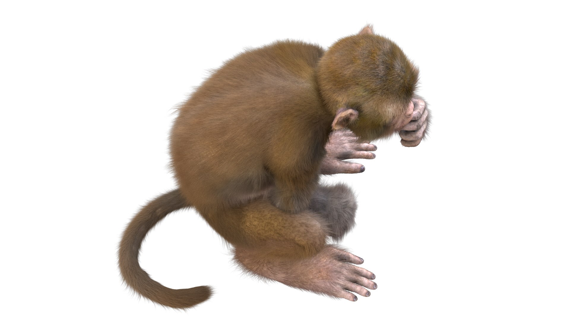 Monkey Rigged Model - TurboSquid 1493219