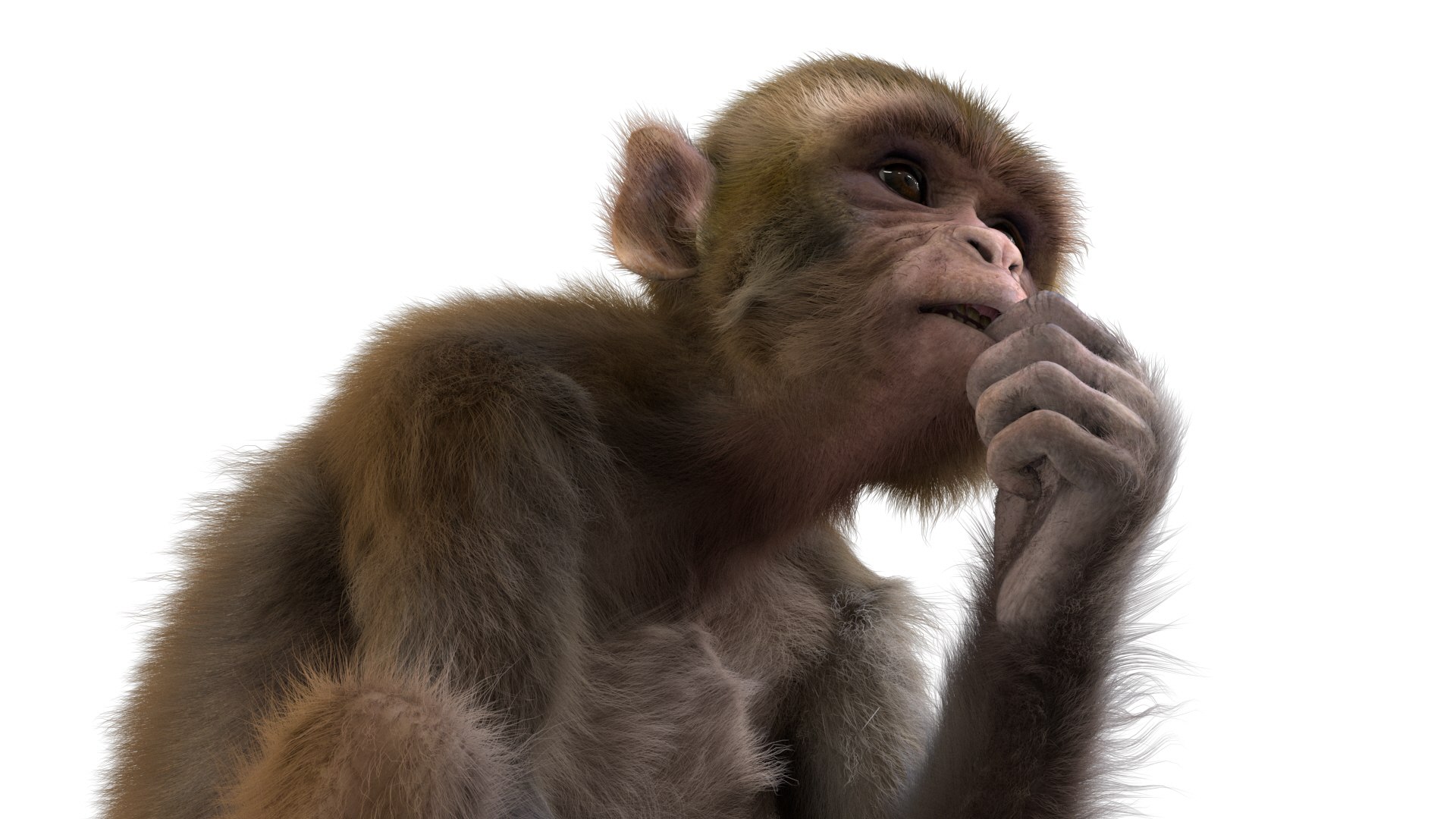 Monkey Rigged Model - TurboSquid 1493219