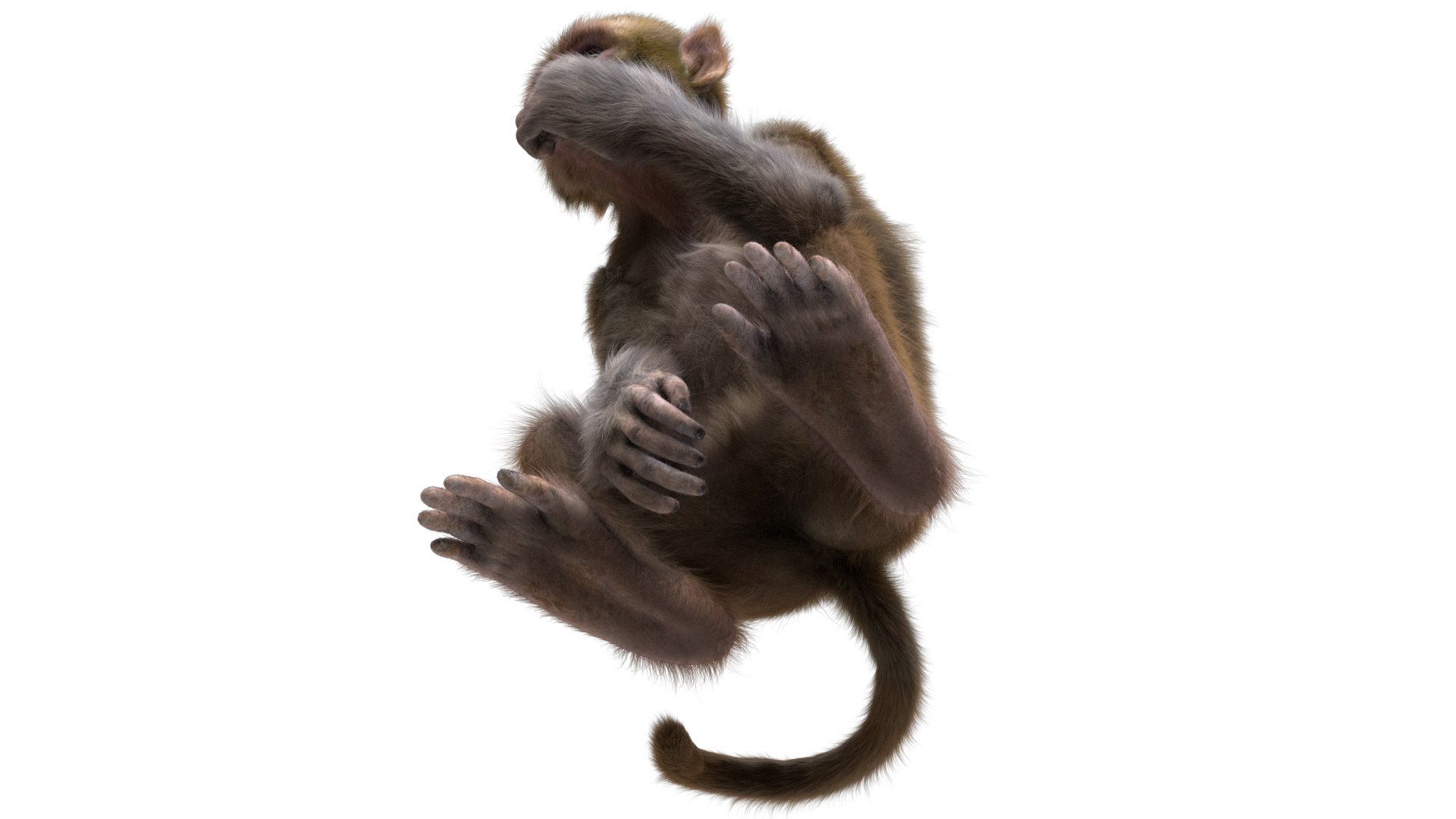 Monkey rigged model - TurboSquid 1493219