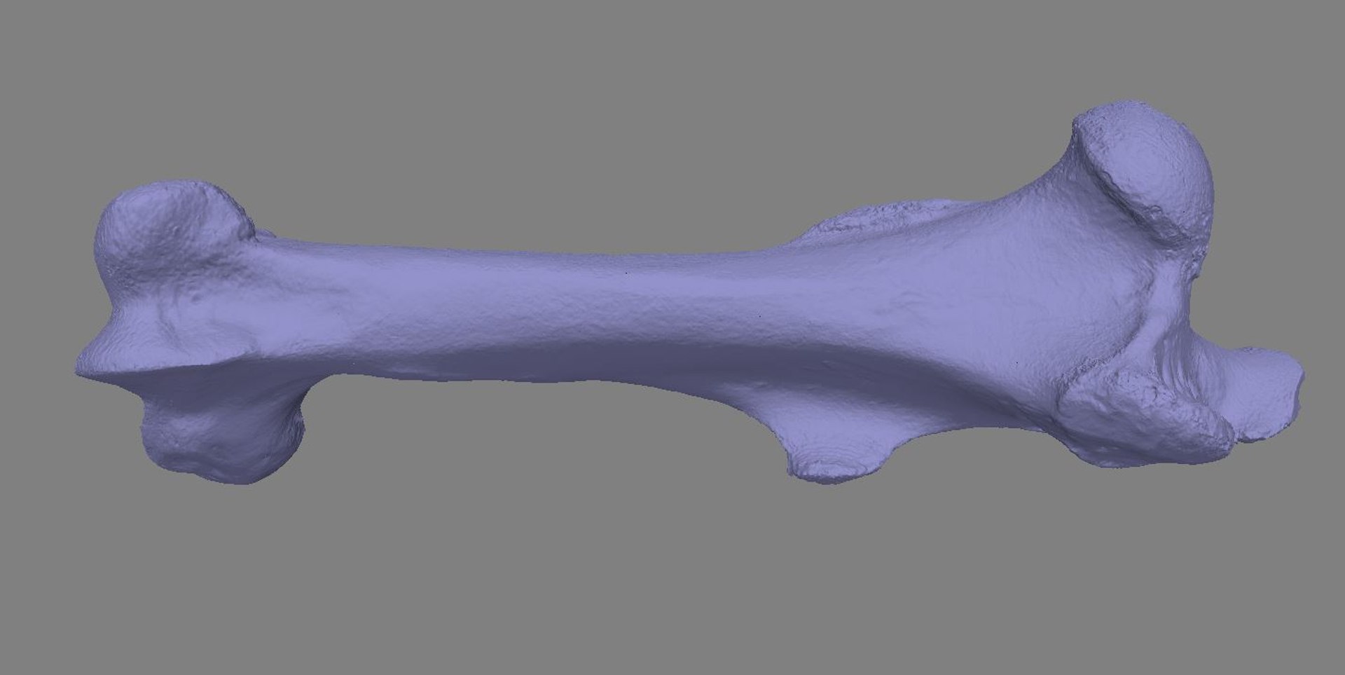 3D Cow Bone Scan Raw - TurboSquid 1214780