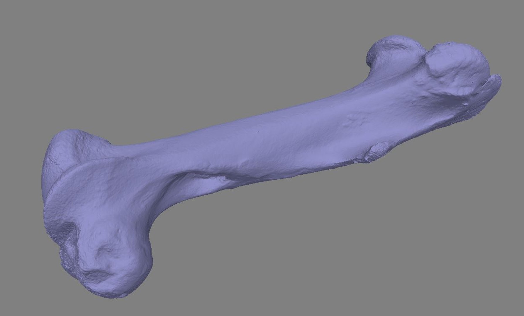 3D Cow Bone Scan Raw - TurboSquid 1214780