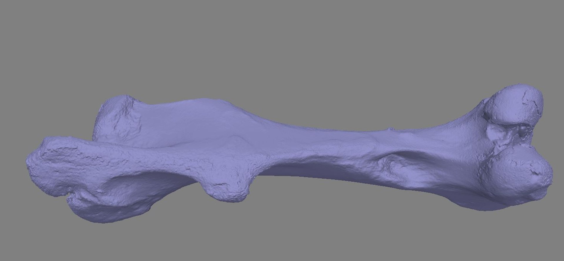 3D Cow Bone Scan Raw - TurboSquid 1214780