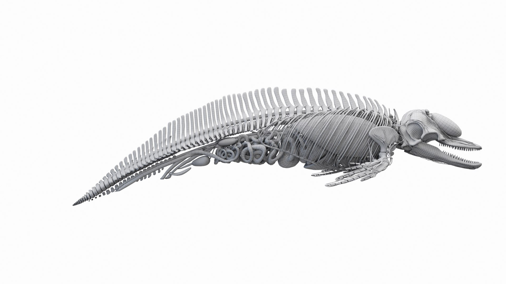 3D model Bottlenose Dolphin Anatomy - TurboSquid 2003607