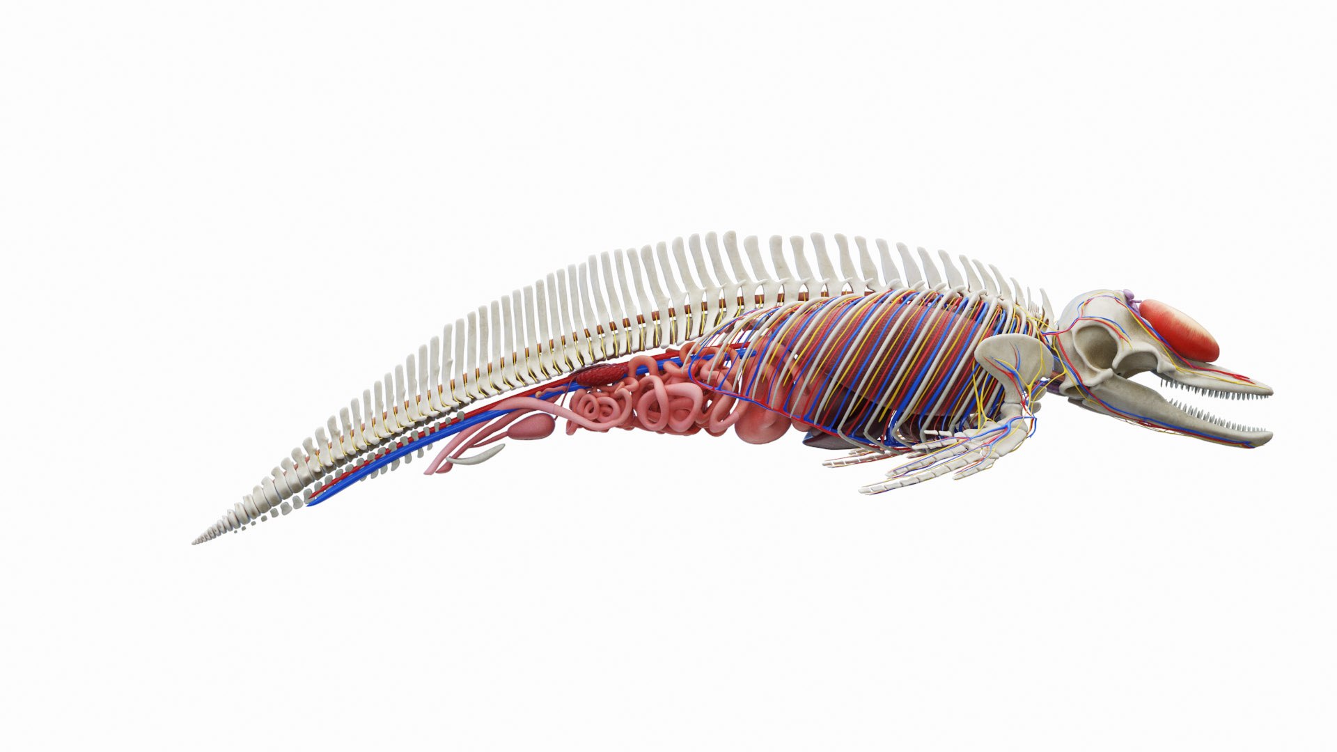 3D Model Bottlenose Dolphin Anatomy - TurboSquid 2003607