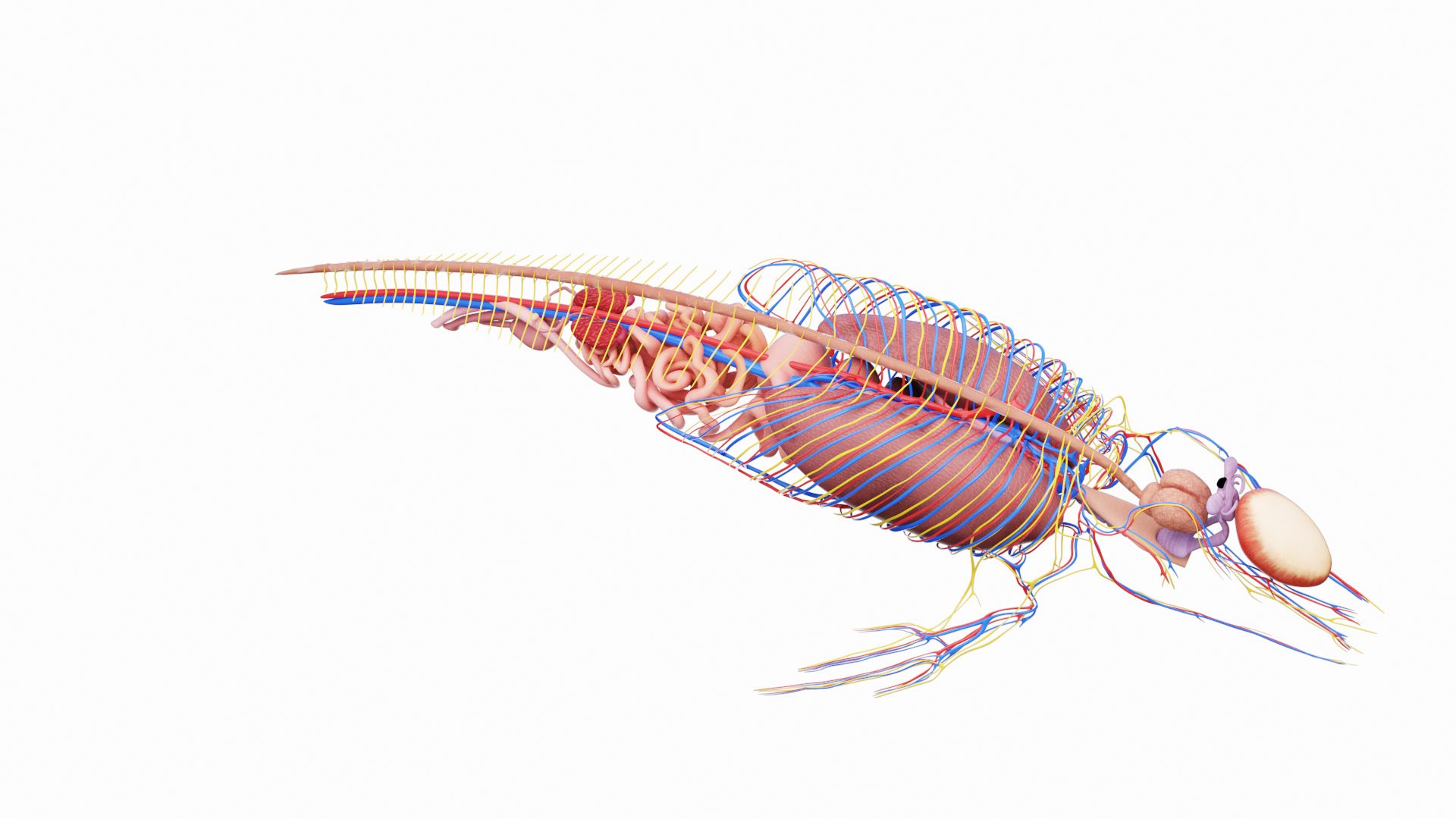 3D Model Bottlenose Dolphin Anatomy - TurboSquid 2003607