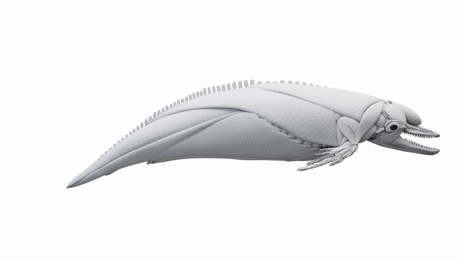 3D model Bottlenose Dolphin Anatomy - TurboSquid 2003607
