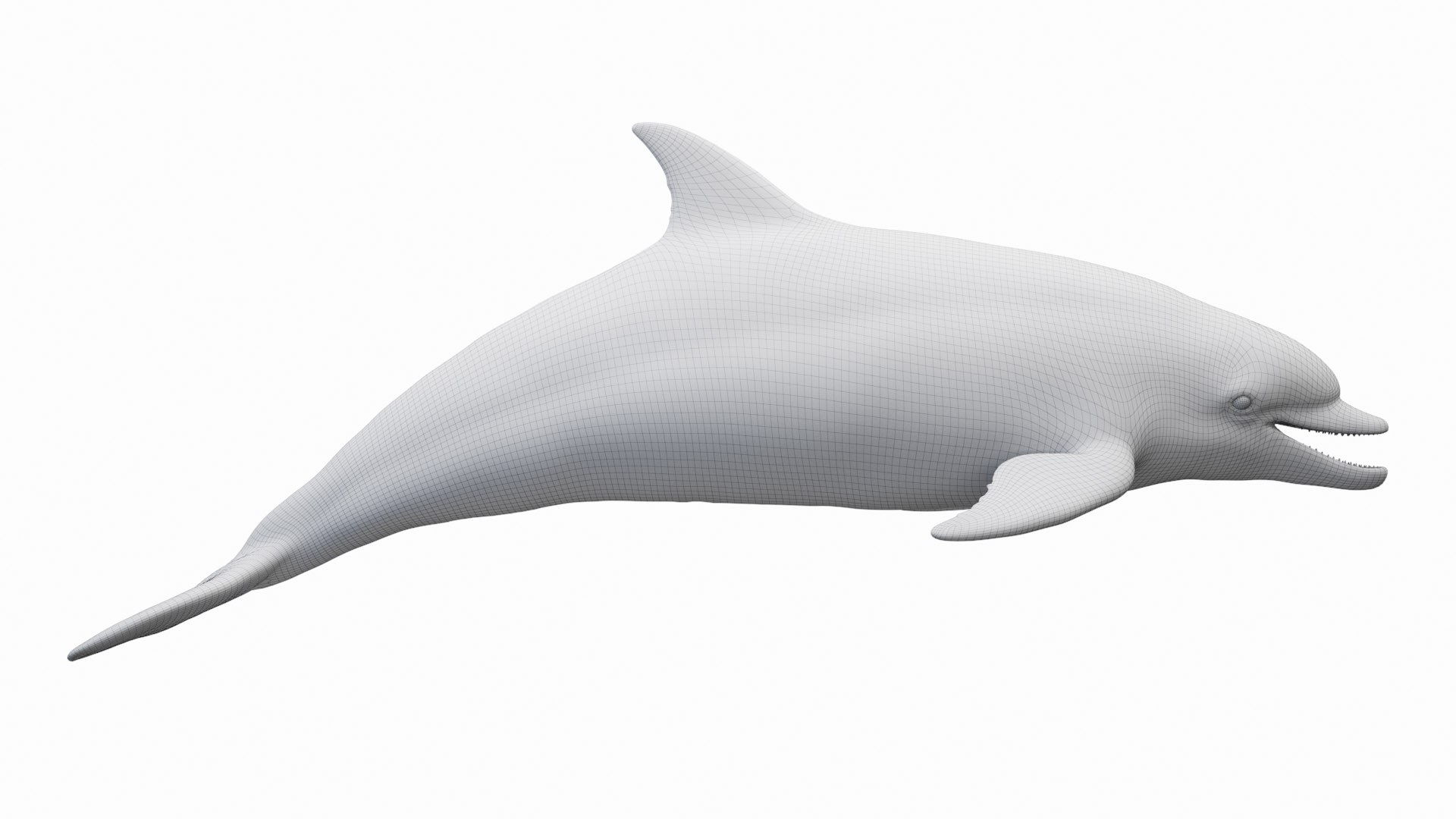 3D model Bottlenose Dolphin Anatomy - TurboSquid 2003607