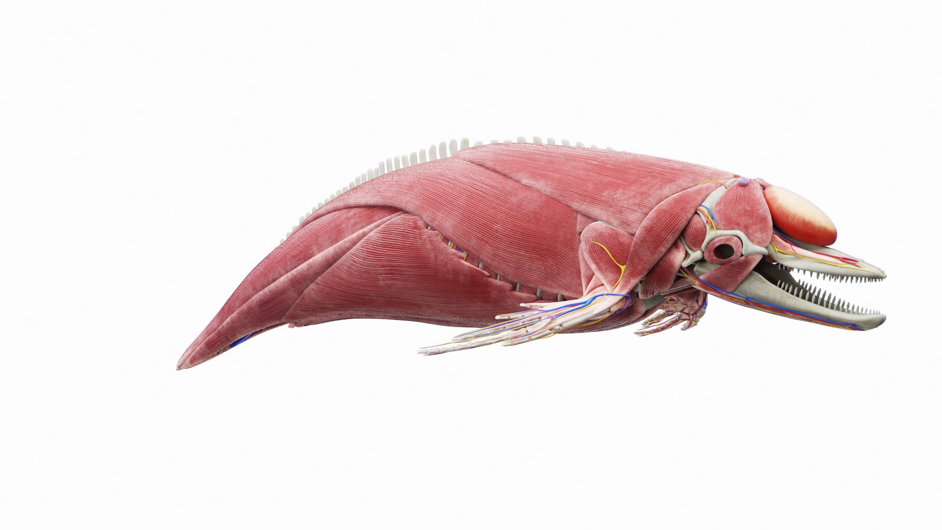 3D Model Bottlenose Dolphin Anatomy - TurboSquid 2003607