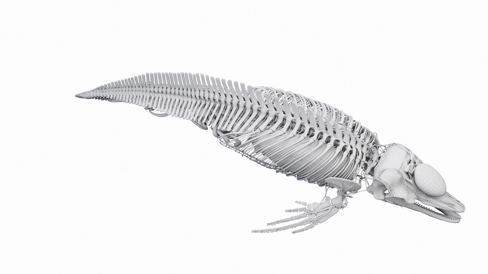 3D model Bottlenose Dolphin Anatomy - TurboSquid 2003607