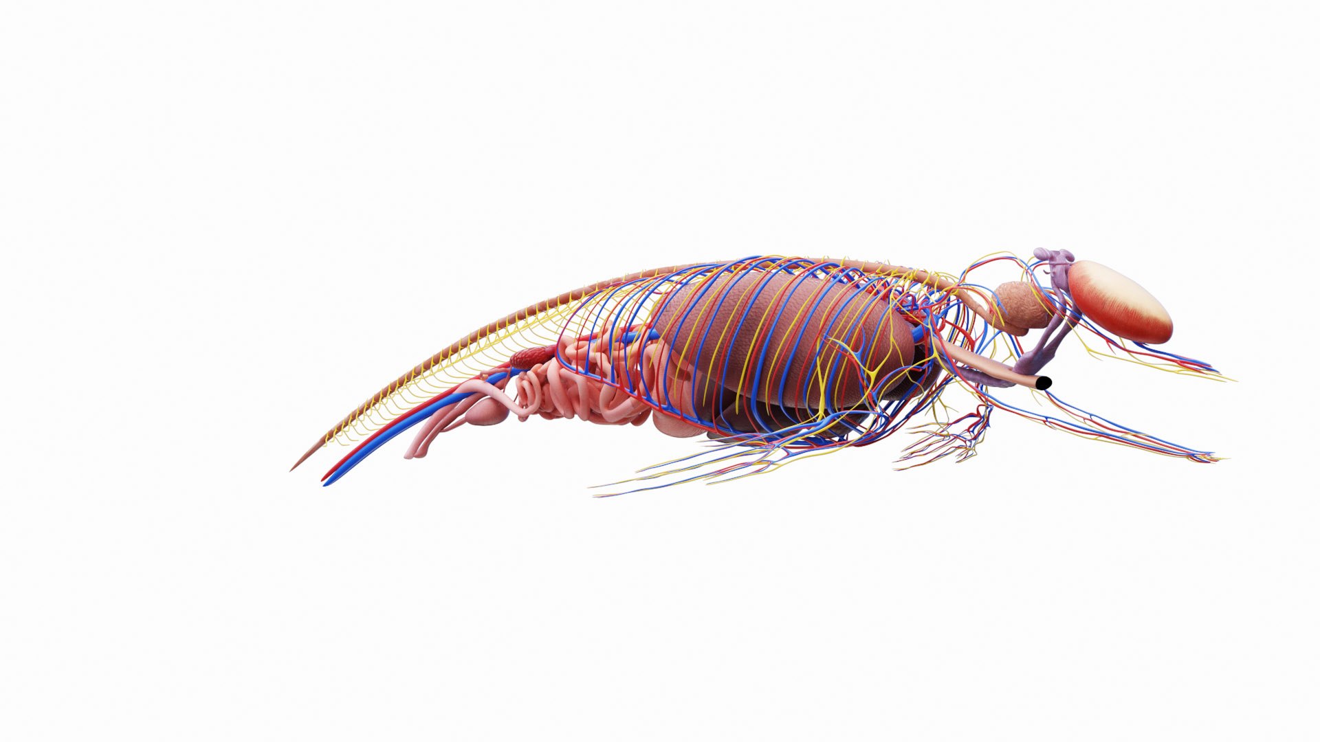 3D Model Bottlenose Dolphin Anatomy - TurboSquid 2003607