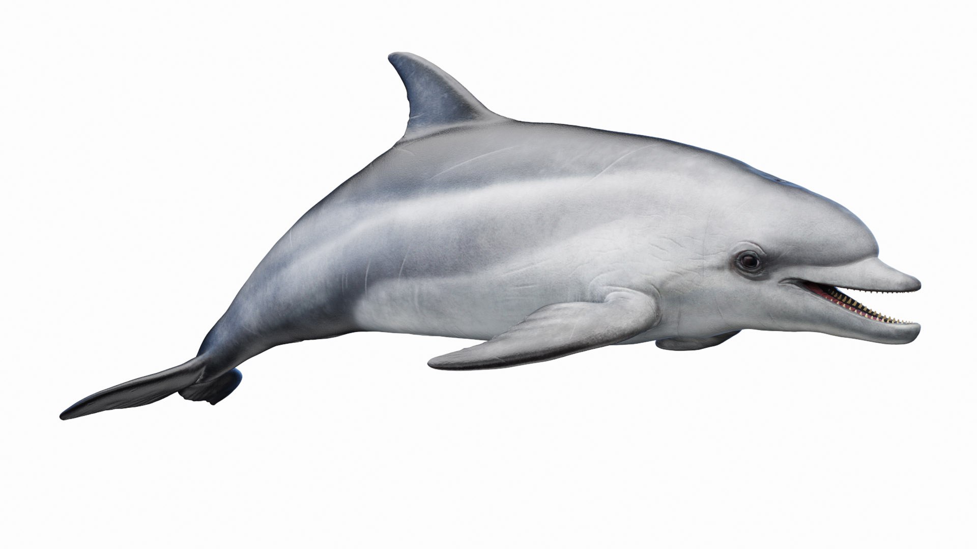 3D Model Bottlenose Dolphin Anatomy - TurboSquid 2003607